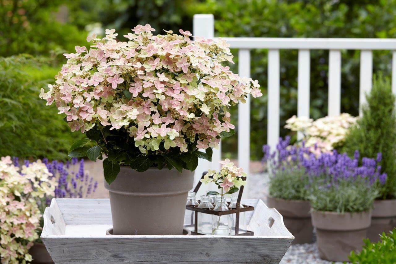 Hydrangea paniculata ‘Switch Ophelia’ - P.W. Captein en Zn.